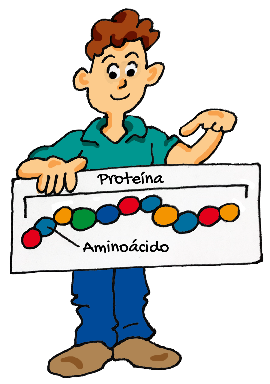 ¿Qué son las proteínas? - Cursos Aprende con Reyhan